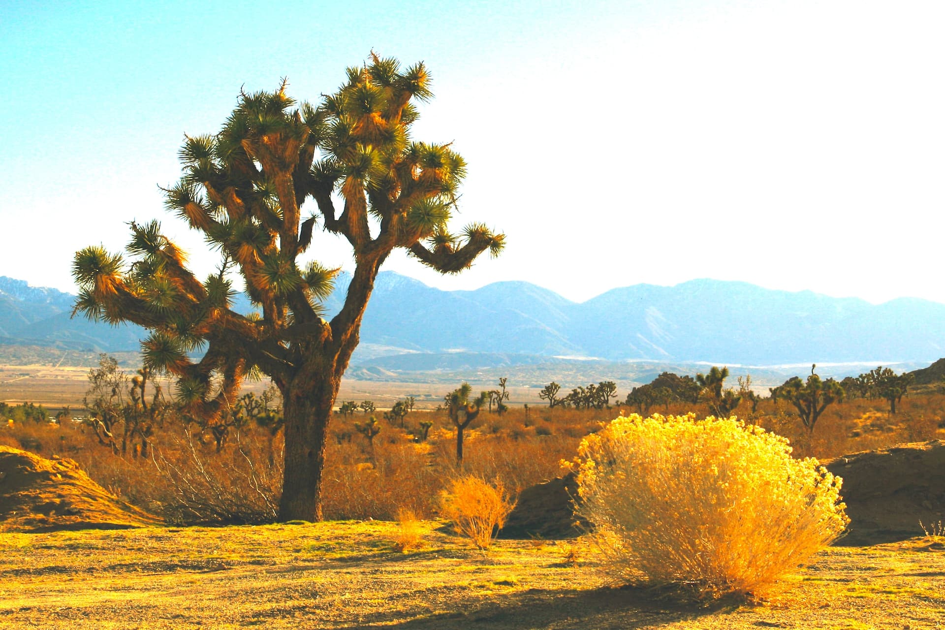 The Tale of Two Trees - Christian Ladies Fellowship