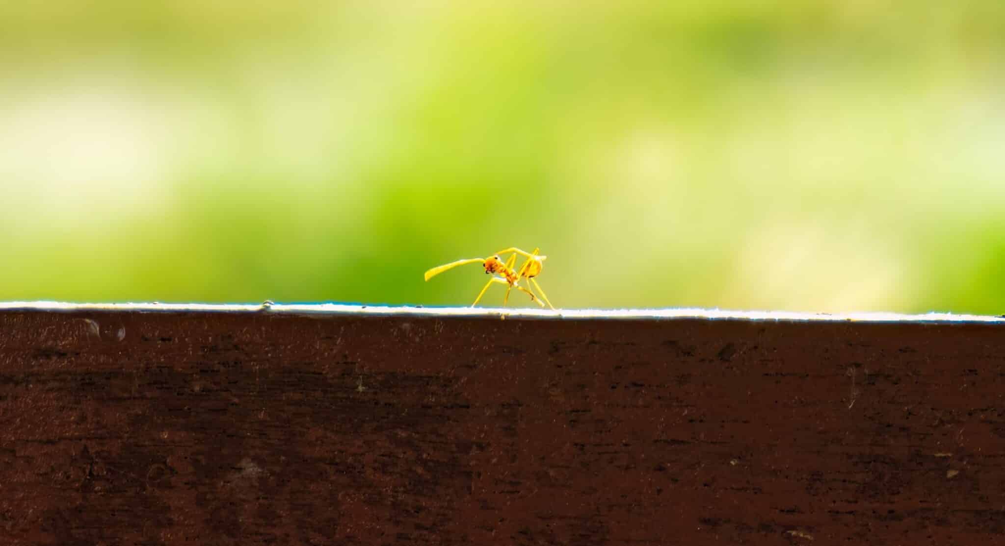 Go to the Ant - Christian Ladies Fellowship